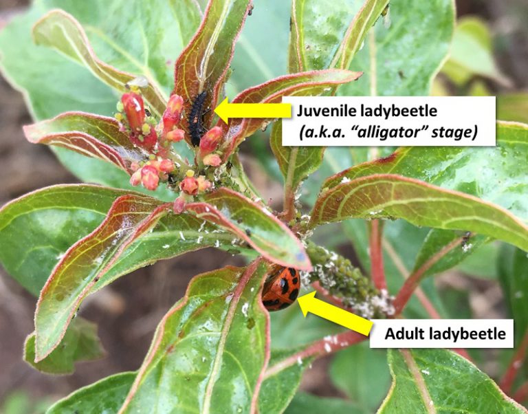 Aaaahhhh - Aphids! - UF/IFAS Extension Pasco County