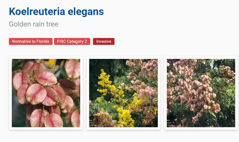 Golden Raintree - They're colorful BUT... - UF/IFAS Extension Pasco County