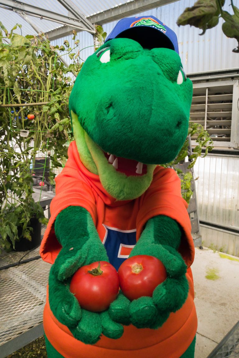 A Guide to Growing Tomatoes in Central Florida: Tips for Success - UF ...