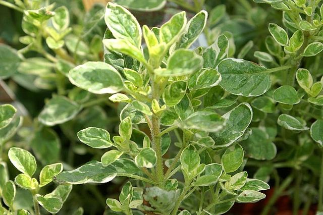 Spice Up Your Life: A Beginners Guide to Growing Oregano - UF/IFAS ...