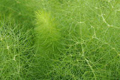 Spice Up Your Life: A Beginners Guide to Growing Dill - UF/IFAS ...