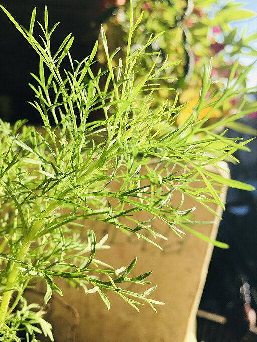 Spice Up Your Life: A Beginners Guide to Growing Dill - UF/IFAS ...