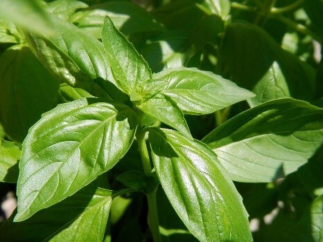 Spice Up Your Life: A Beginners Guide to Growing Basil - UF/IFAS ...