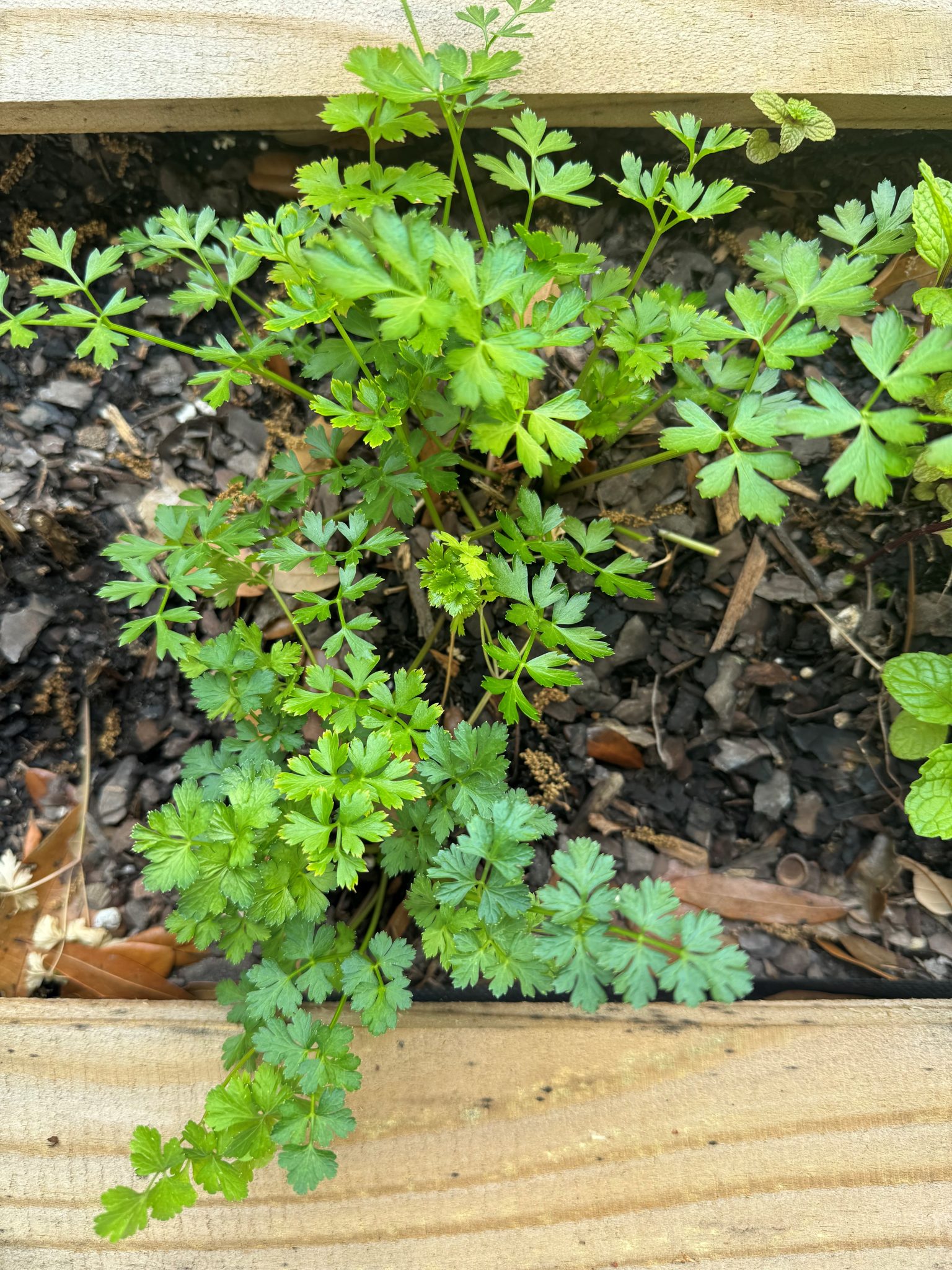 Spice Up Your Life: A Beginners Guide to Growing Parsley - UF/IFAS ...