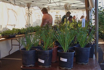 Spice Up Your Life: A Beginners Guide to Growing Chives - UF/IFAS ...