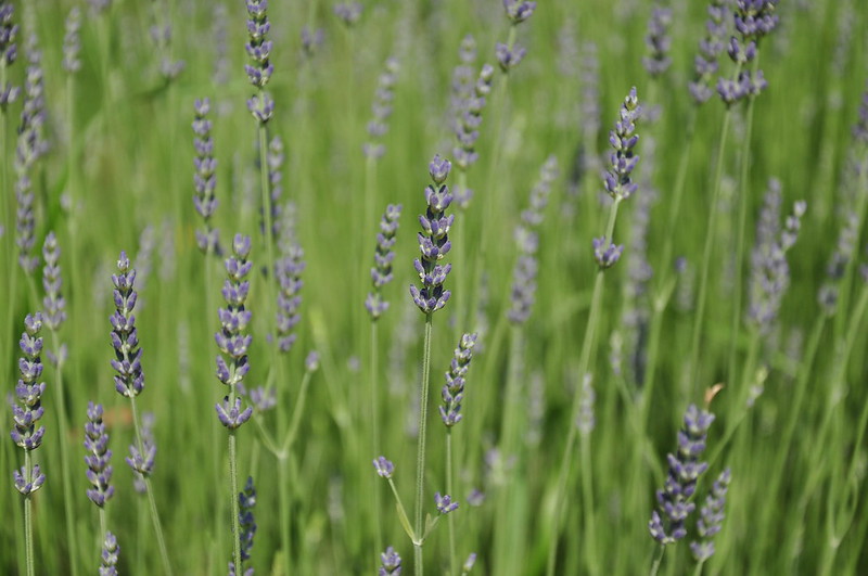 Spice Up Your Life: A Beginners Guide to Growing Lavender - UF/IFAS ...