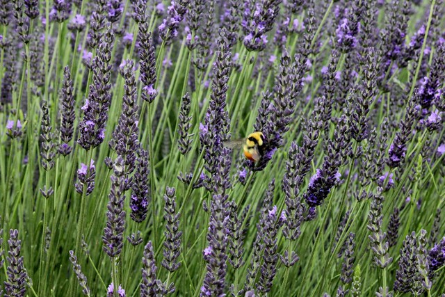 Spice Up Your Life: A Beginners Guide to Growing Lavender - UF/IFAS ...