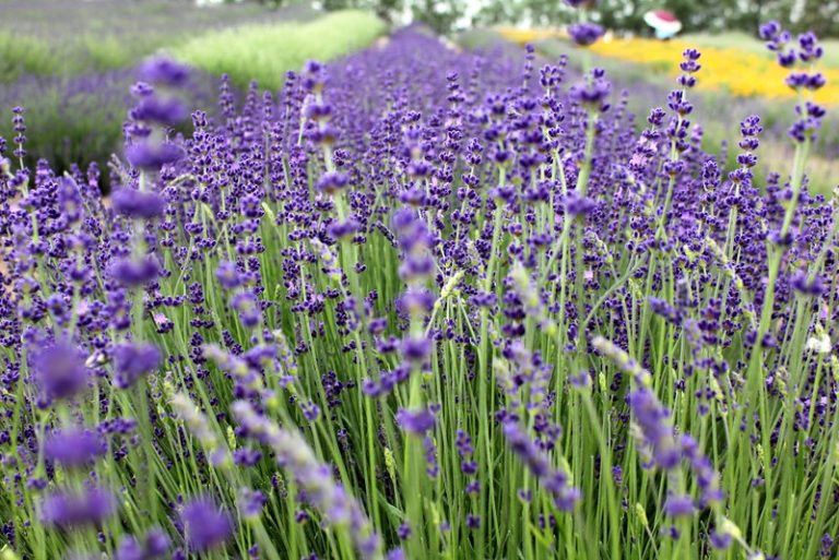 Spice Up Your Life: A Beginners Guide to Growing Lavender - UF/IFAS ...