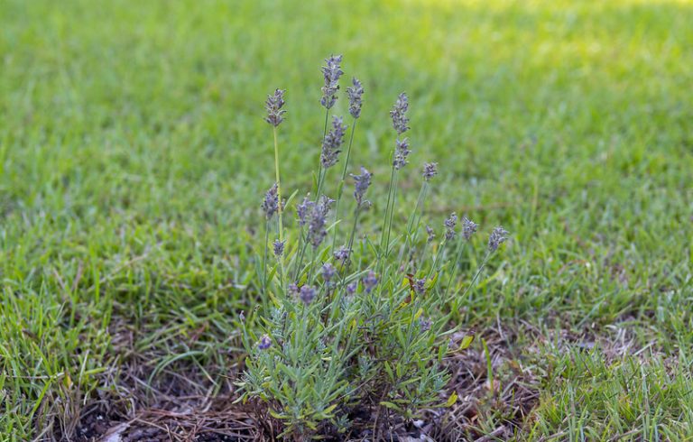 Spice Up Your Life: A Beginners Guide to Growing Lavender - UF/IFAS ...