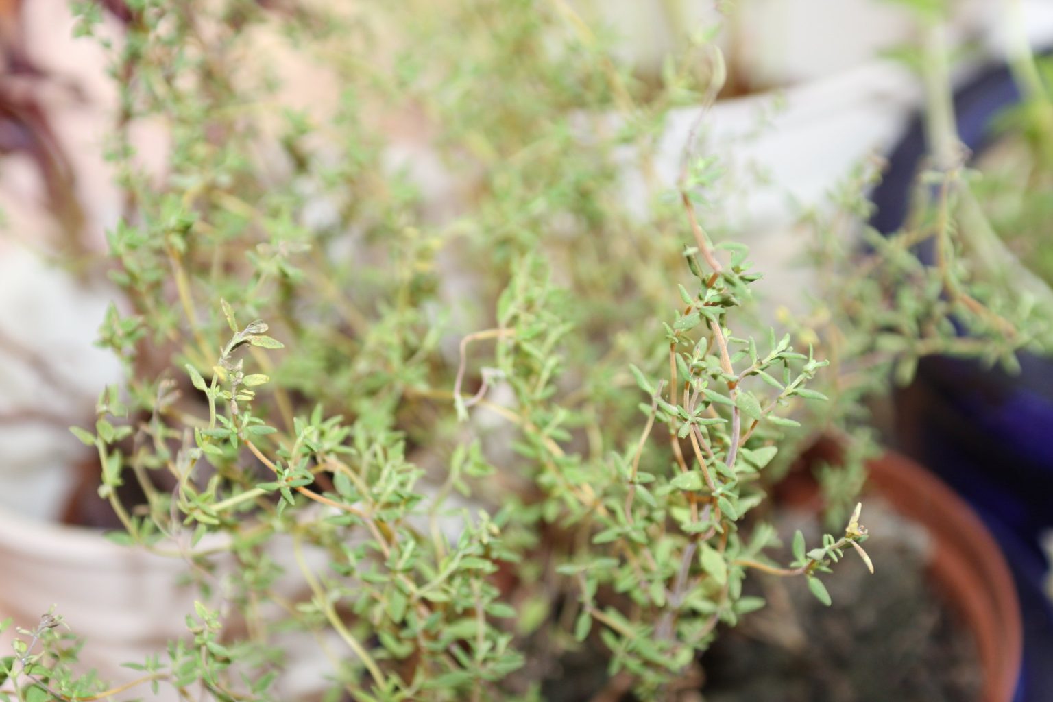 Spice Up Your Life: A Beginners Guide to Growing Thyme - UF/IFAS ...