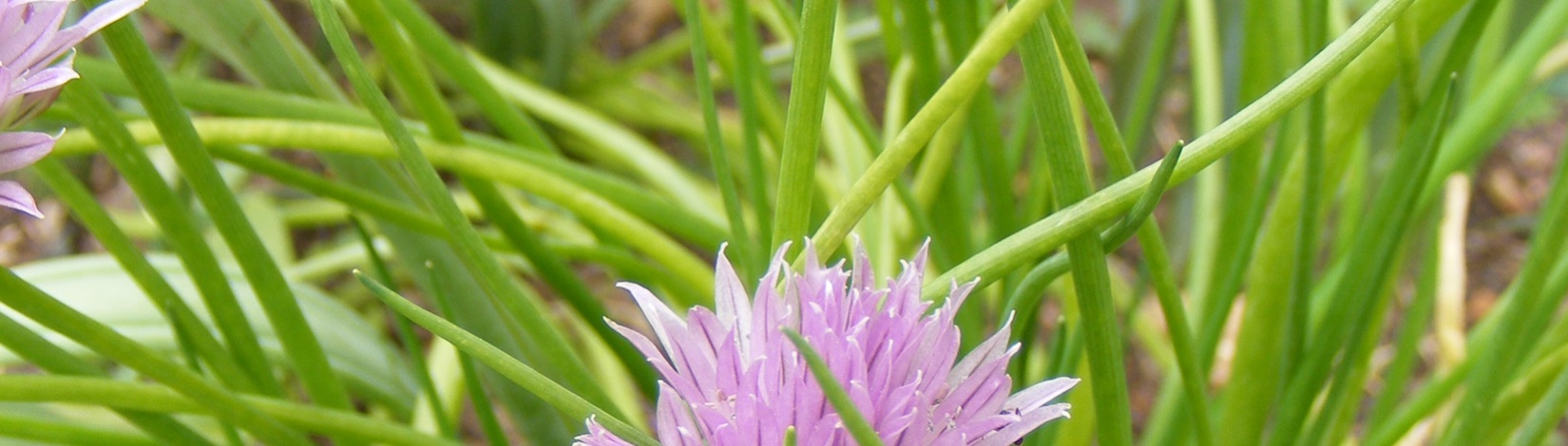 Spice Up Your Life: A Beginners Guide to Growing Chives - UF/IFAS ...