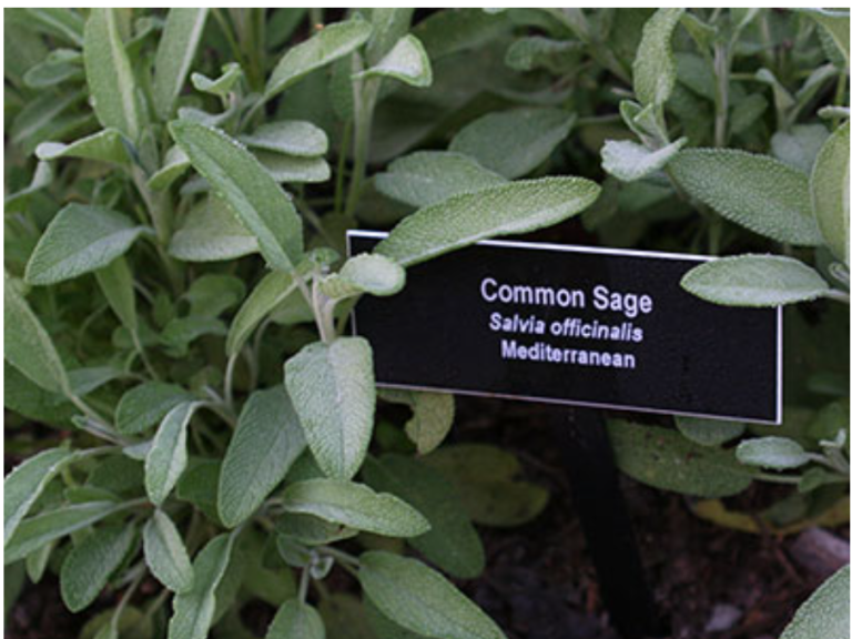 Spice Up You Life: A Beginners Guide to Growing Sage - UF/IFAS ...