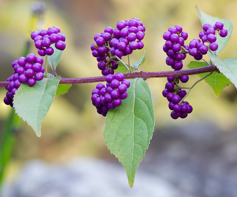 Exploring Florida’s Natives: BeautyBerry - UF/IFAS Extension Pasco County