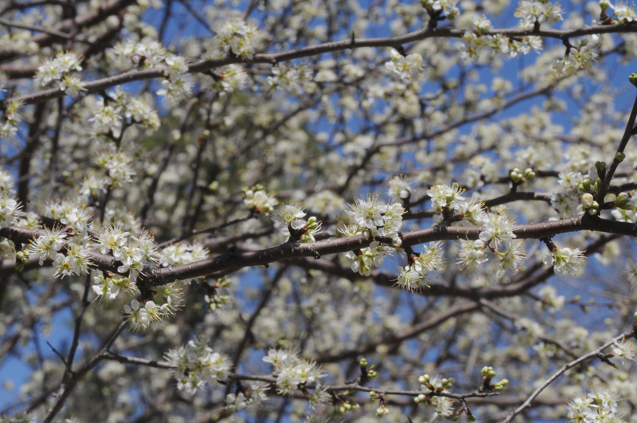 Exploring Florida’s Natives: Chickasaw Plum - UF/IFAS Extension Pasco ...