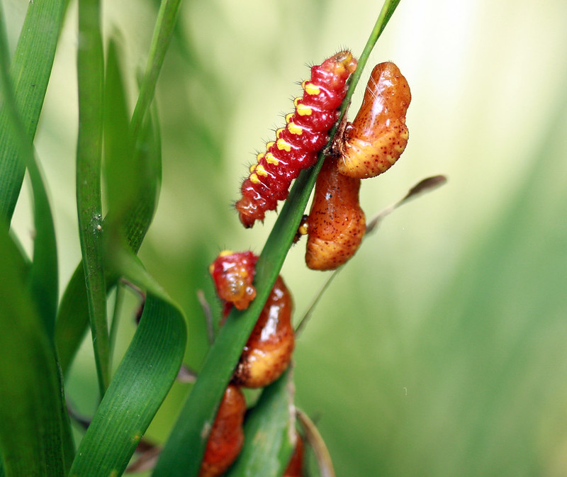 Exploring Florida's Natives: The Coontie - UF/IFAS Extension Pasco County