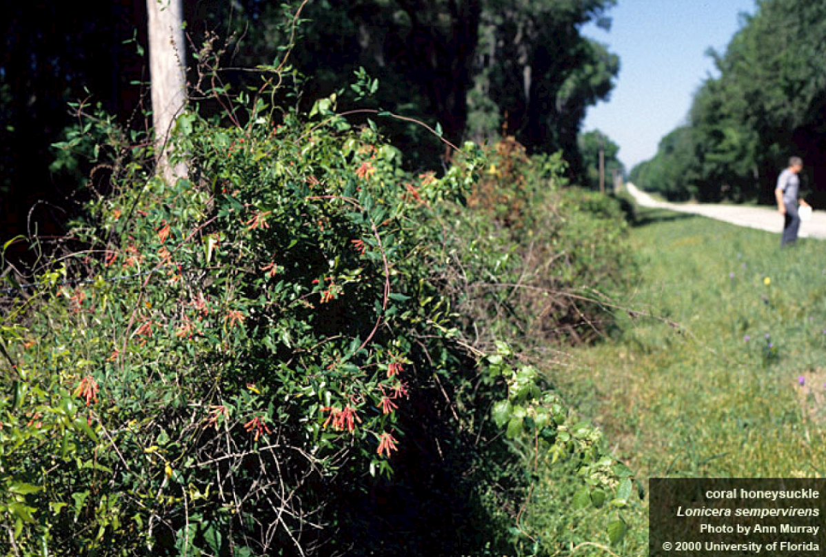 Exploring Florida's Natives: Coral Honeysuckle - UF/IFAS Extension ...