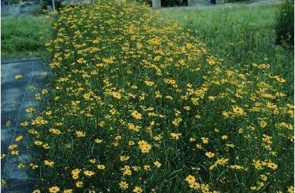 Exploring Florida's Natives: The Coreopsis - UF/IFAS Extension Pasco County