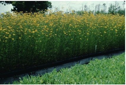 Exploring Florida's Natives: The Coreopsis - UF/IFAS Extension Pasco County