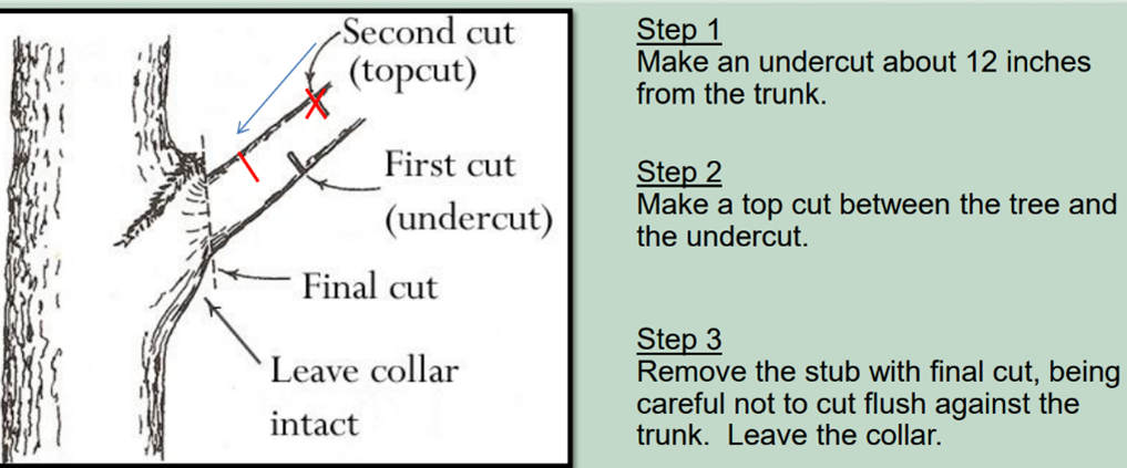 Hurricane Preparation for Gardens - UF/IFAS Extension Pasco County