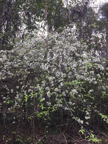 Exploring Florida’s Natives: Chickasaw Plum - UF/IFAS Extension Pasco ...