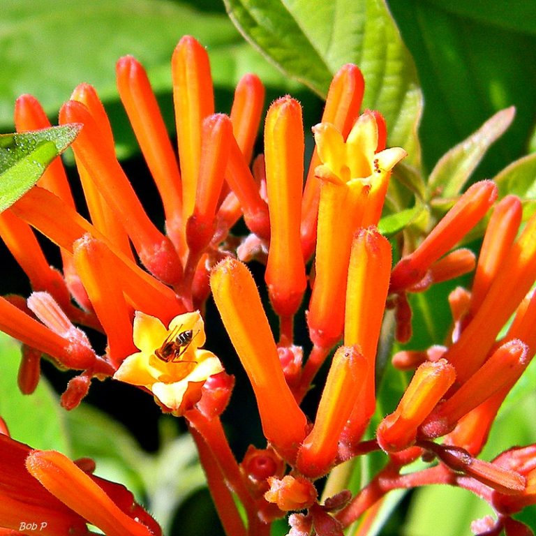 Exploring Florida’s Natives: The Firebush - UF/IFAS Extension Pasco County