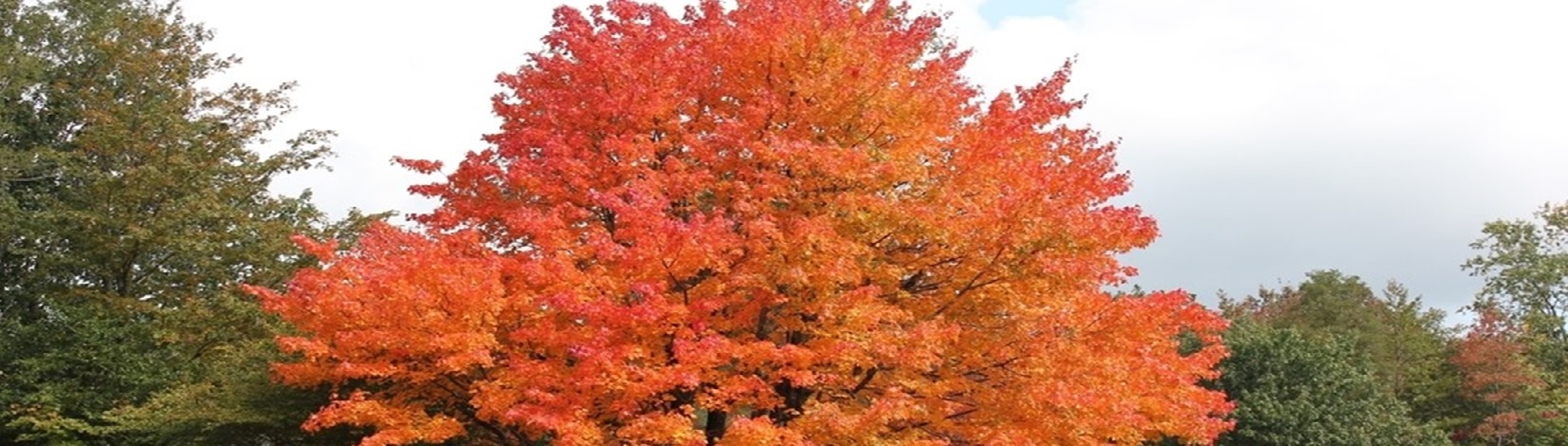 Exploring Florida's Natives: The Florida Maple - UF/IFAS Extension ...