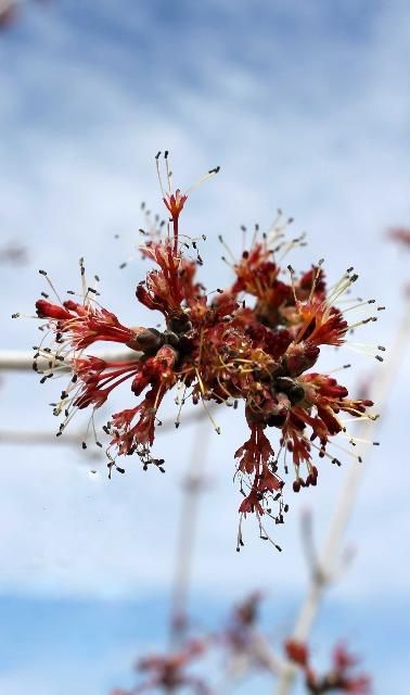 Exploring Florida's Natives: The Florida Maple - UF/IFAS Extension ...