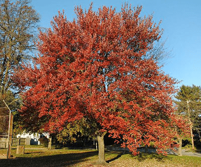 Exploring Florida's Natives: The Florida Maple - UF/IFAS Extension ...