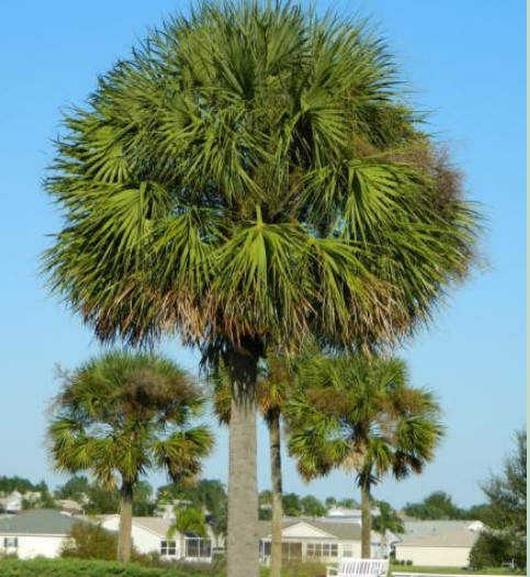 Preparing Palms for Hurricane Season in Central Florida - UF/IFAS ...