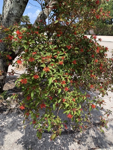 Exploring Florida’s Natives: The Firebush - UF/IFAS Extension Pasco County