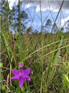 Exploring Florida’s Natives: Grass Pink Orchids - UF/IFAS Extension ...