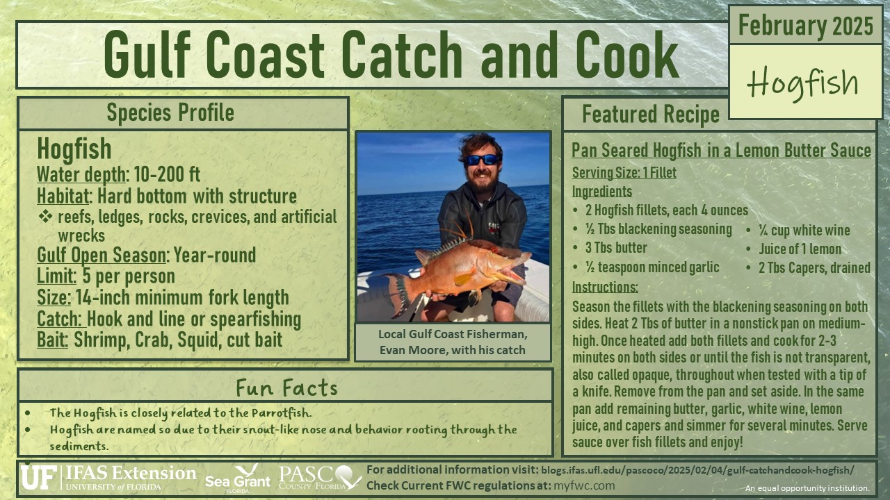 Gulf Coast Catch and Cook February: Hogfish - UF/IFAS Extension Pasco ...