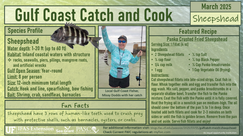 Gulf Coast Catch and Cook March: Sheepshead - UF/IFAS Extension Pasco ...
