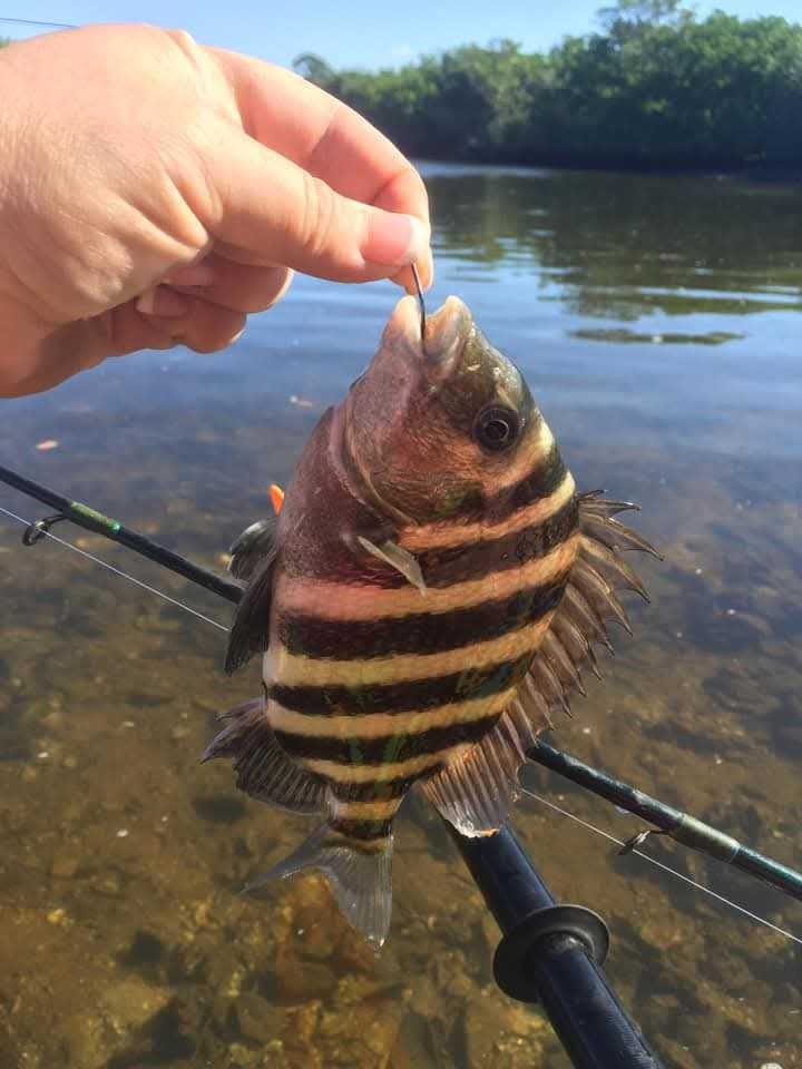 Gulf Coast Catch and Cook March: Sheepshead - UF/IFAS Extension Pasco ...