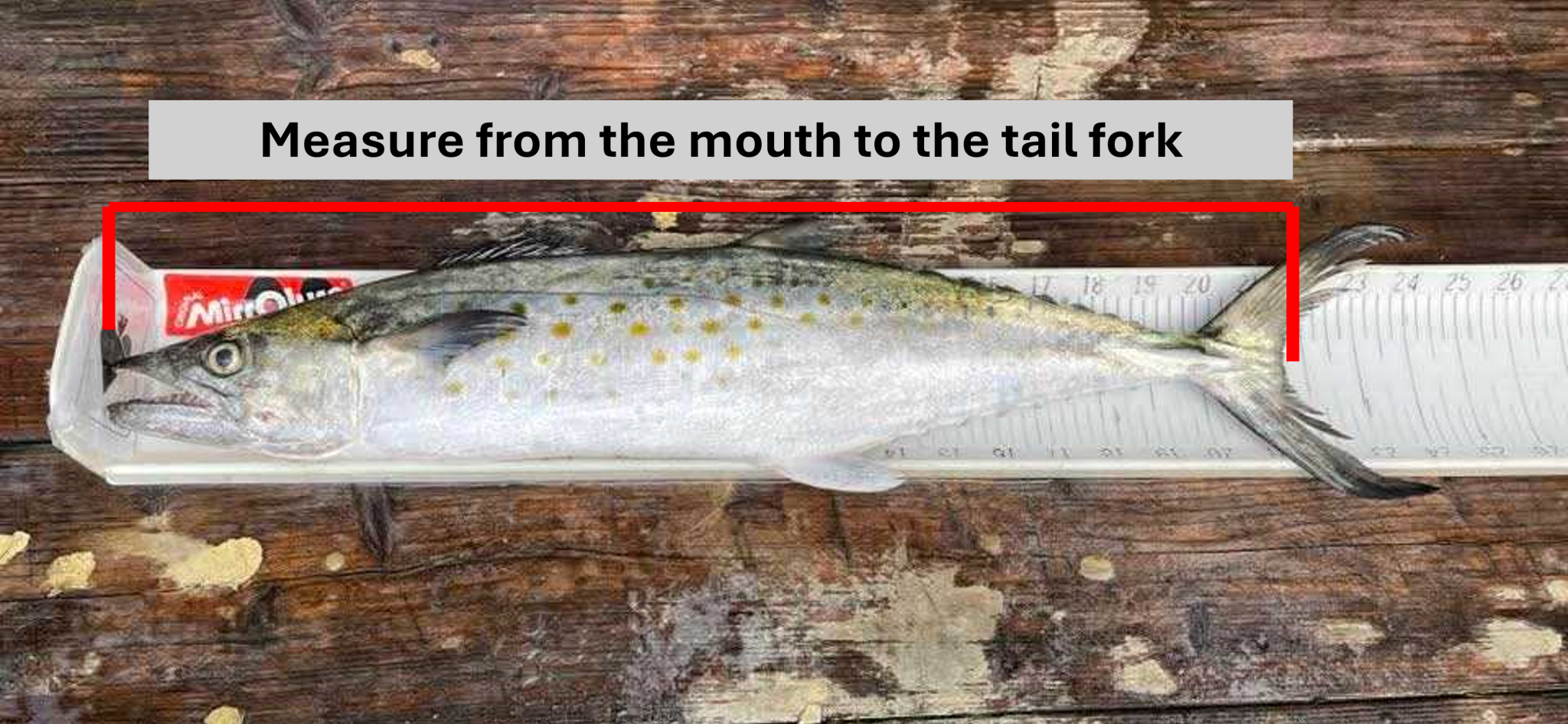 Gulf Coast Catch and Cook April: Spanish Mackerel - UF/IFAS Extension ...