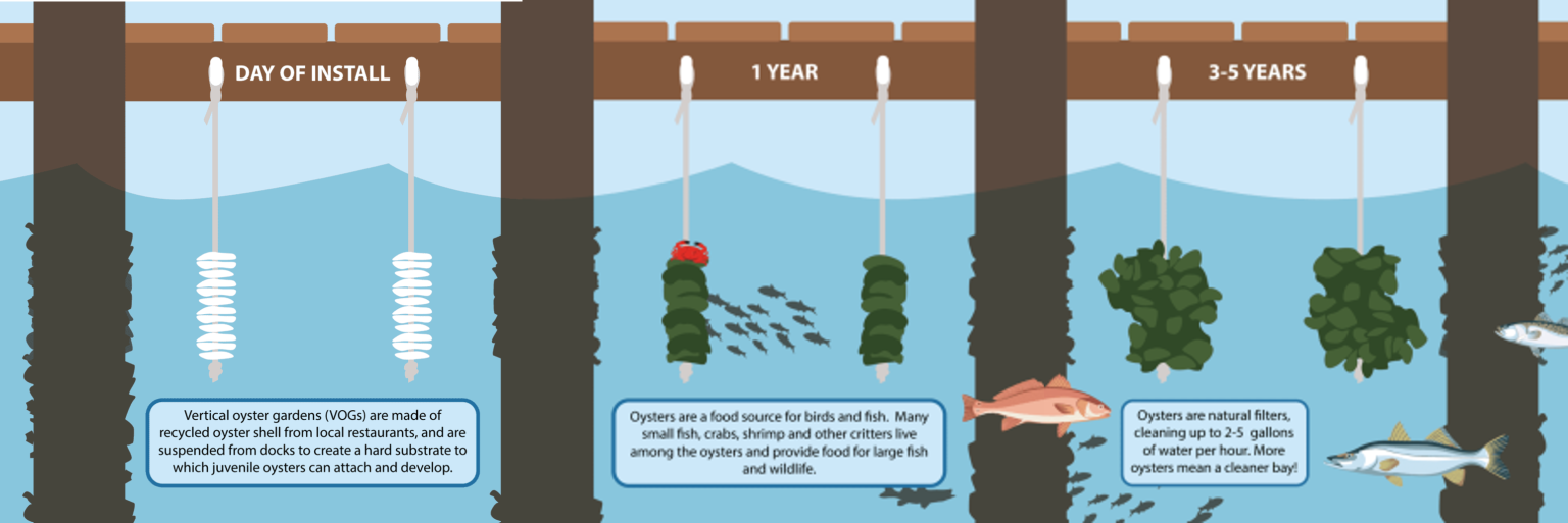 Vertical Oyster Gardens and You! - UF/IFAS Extension Pasco County