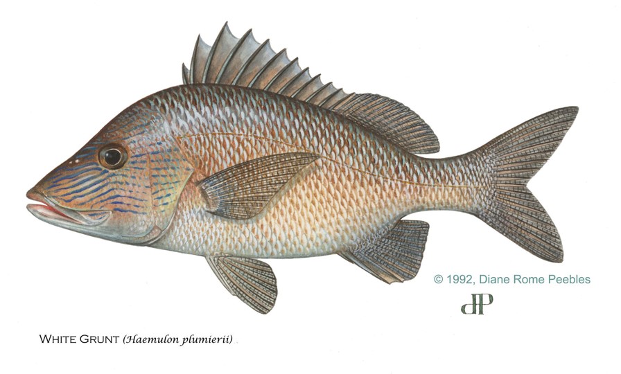 Gulf Coast Catch and Cook May: White Grunt - UF/IFAS Extension Pasco County