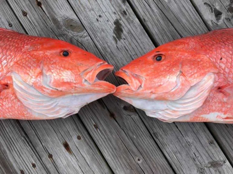 Gulf Coast Catch and Cook June: Northern Red Snapper - UF/IFAS ...