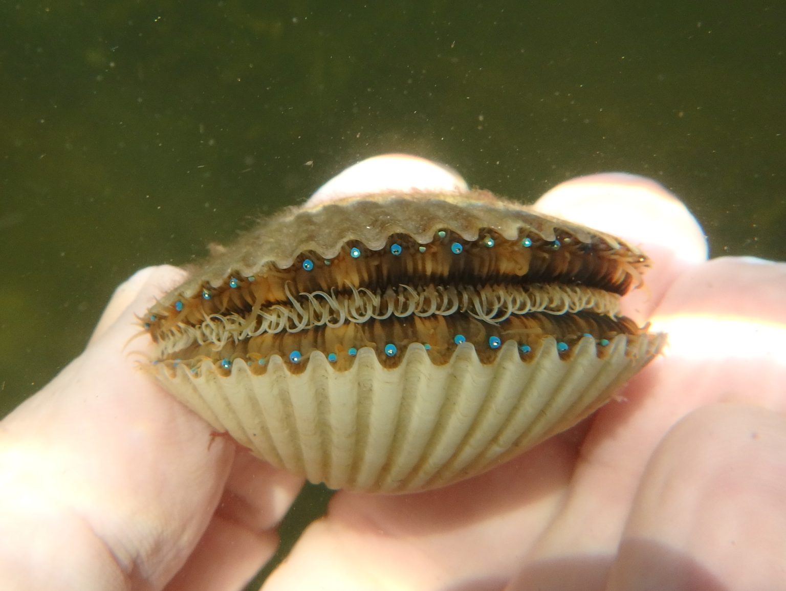 Gulf Coast Catch and Cook July: Bay Scallop - UF/IFAS Extension Pasco ...