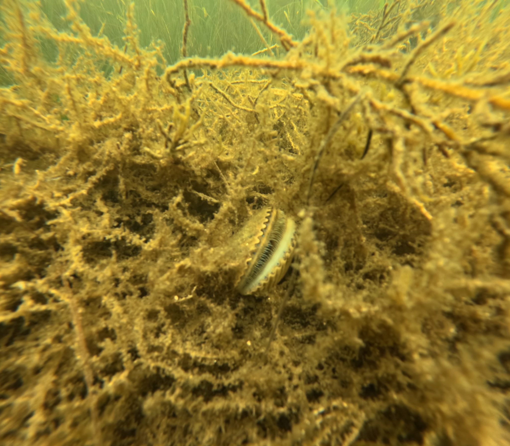 Gulf Coast Catch and Cook July: Bay Scallop - UF/IFAS Extension Pasco ...