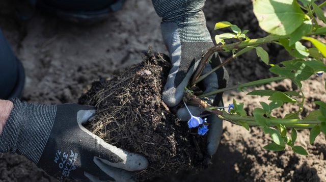 Community & School Gardens - Manatee County - University of Florida ...