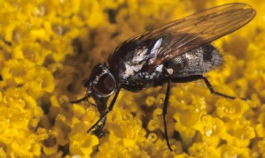 New Featured Creatures! Seedcorn maggot. Delia platura by Gill, Goyal ...