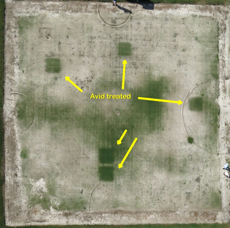 Avid 0.15 EC Nematicide Label for Florida Approved! - UF/IFAS Pest Alert