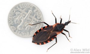 New on Featured Creatures! Eastern bloodsucking conenose. By Conn and ...