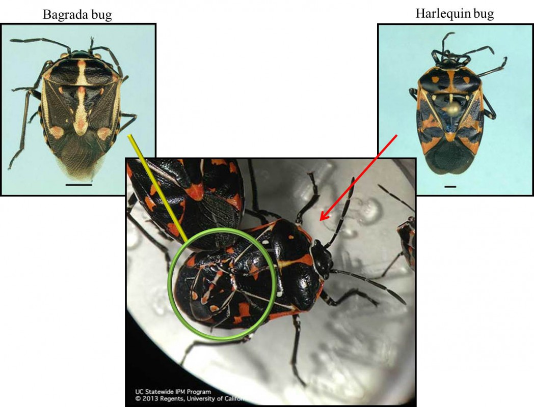 The Bagrada Bug-A Potential Pest of Concern for Florida's Cole Crops ...