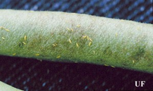 Melon Thrips - UF/IFAS Pest Alert