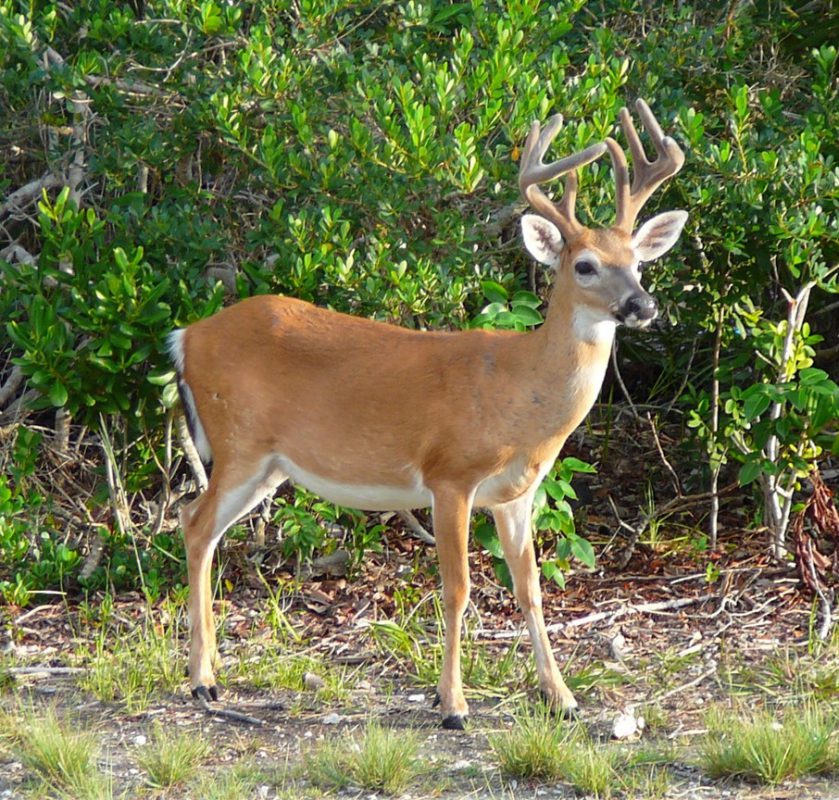 New World Screwworm infestation in Big Pine Key, Florida - UF/IFAS Pest ...