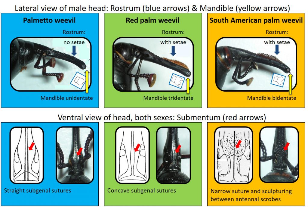 An evil palm weevil? - UF/IFAS Pest Alert