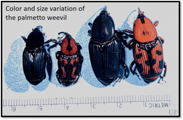 An evil palm weevil? - UF/IFAS Pest Alert