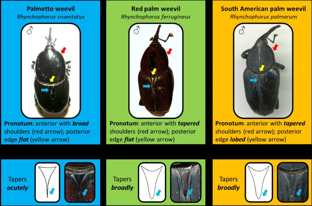 An evil palm weevil? - UF/IFAS Pest Alert